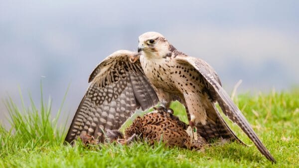 15 Birds That Take Flight at Record-Breaking Speeds