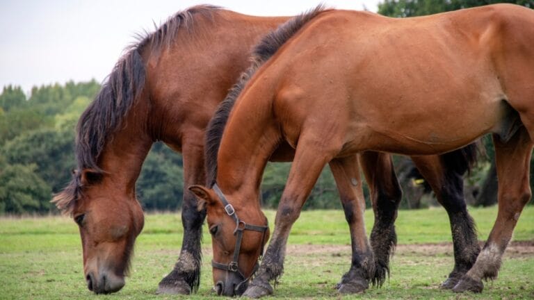 15 Top Racing Horse Breeds That Redefine Track Dominance