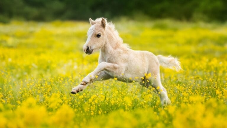 14 of the World’s Smallest Horses Proving Good Things Come in Small ...