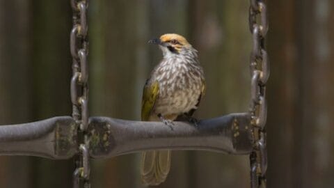 Nature's Golden Crown: 15 Yellow-Headed Birds That Atrract Birdwatchers
