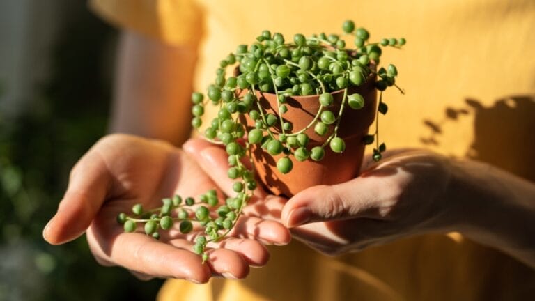 11 Low-maintenance String of Plant Varieties to Jazz Up Your Home Decor