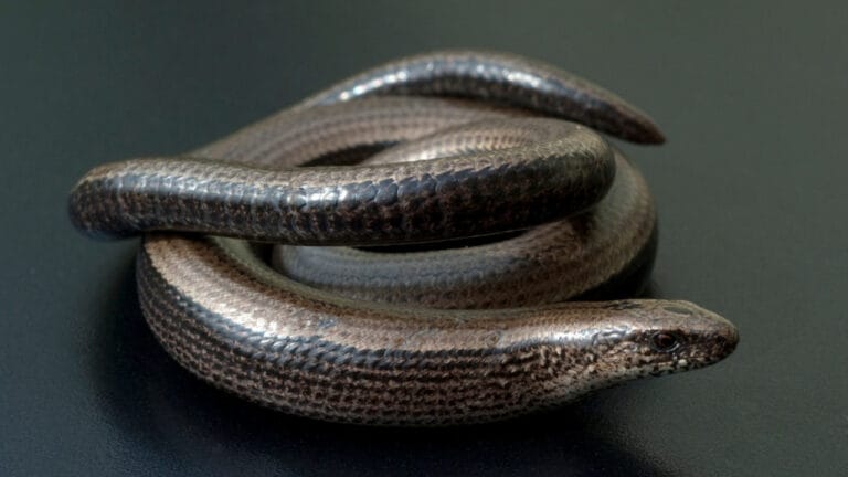 10 Weird Snakes That Make You Question What’s Possible in Nature