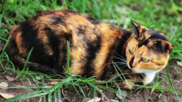 Male Calico Cats are Extremely Rare: 13 Facts Few People Know
