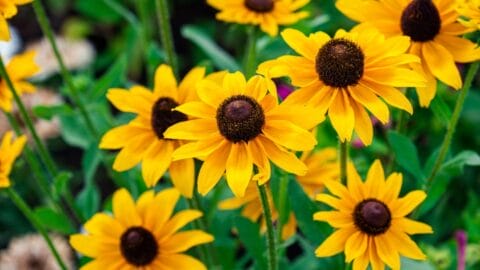 7 Rudbeckia Varieties to Put Some Fun & Sun in Your Garden