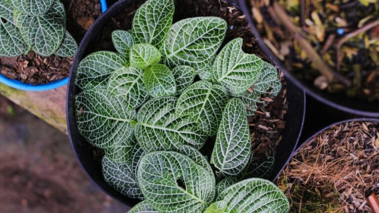 12 Thirsty Houseplants That Need Plenty of Water to Thrive