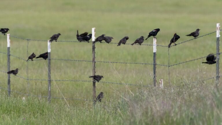 15 Black Bird Species That Prove Beauty Isn’t Limited to Color
