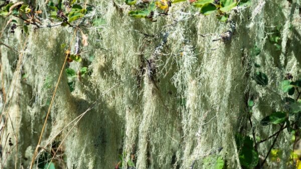 9 Reasons Why the Usnea Lichen Is Nature's Best-Kept Secret
