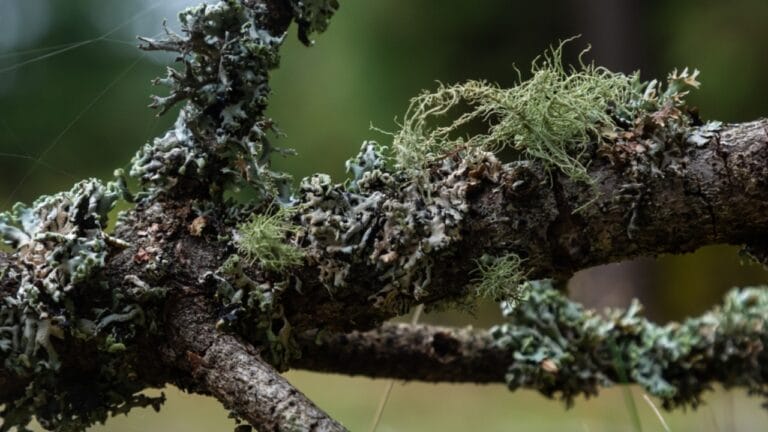 9 Reasons Why the Usnea Lichen Is Nature's Best-Kept Secret