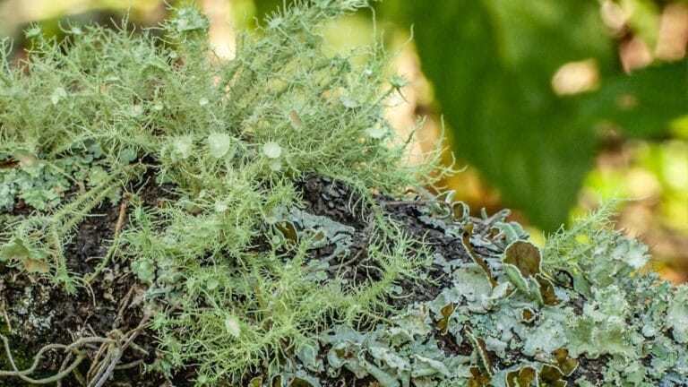 9 Reasons Why the Usnea Lichen Is Nature's Best-Kept Secret