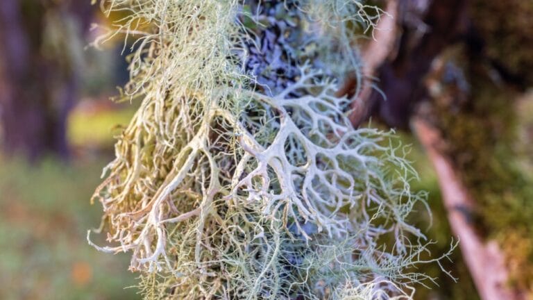 9 Reasons Why the Usnea Lichen Is Nature's Best-Kept Secret