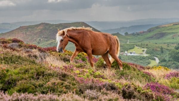 50+ Horse Terms & Slang Every Equestrian Should Know