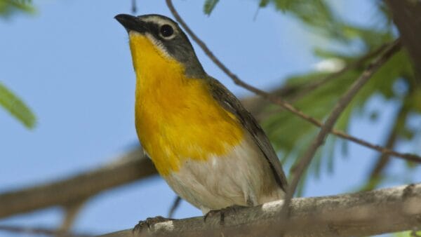 Nature's Golden Crown: 15 Yellow-Headed Birds That Atrract Birdwatchers