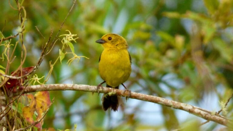 Nature's Golden Crown: 15 Yellow-Headed Birds That Atrract Birdwatchers