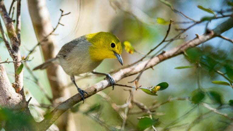 Nature's Golden Crown: 15 Yellow-Headed Birds That Atrract Birdwatchers