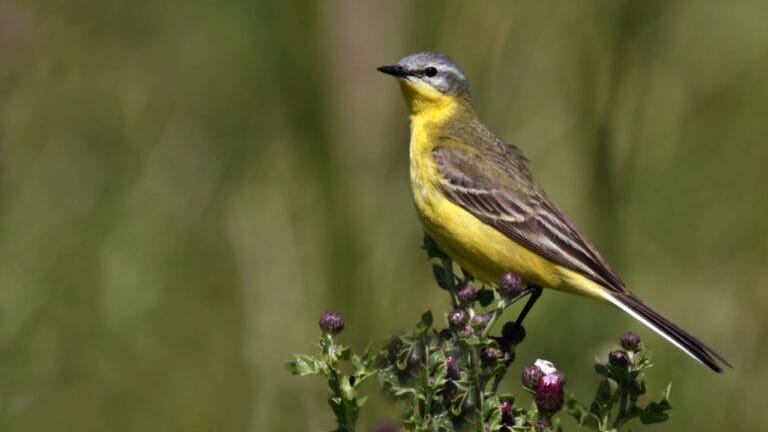 Nature's Golden Crown: 15 Yellow-Headed Birds That Atrract Birdwatchers