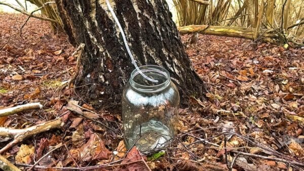 Tapping into Nature's Sweetness: 23 Trees That Produce Unique Syrups