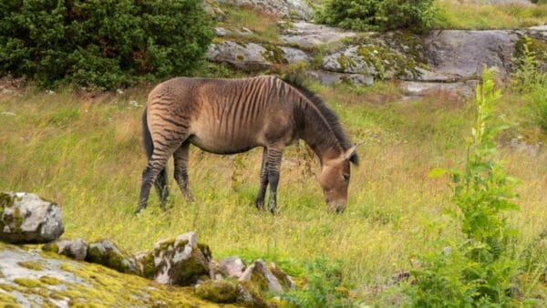The Zorse: A Fascinating Cross Between Zebras & Horses Making Headlines