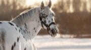 Appaloosa 101: What Makes This Iconic Breed So Unique