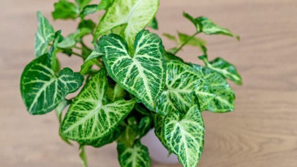 15 Plants That Thrive in LECA & Semi-Hydroponics