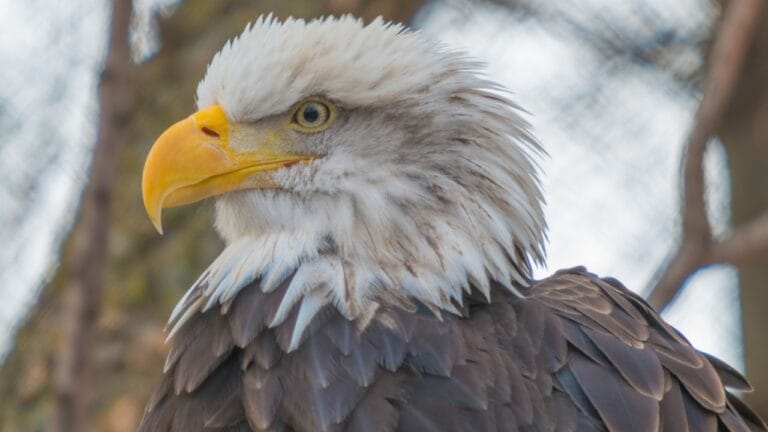 15 Fierce Birds of Prey That Rule the Skies