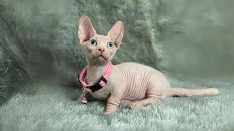 15 Miniature Cat Breeds that Prove Big Attitudes Come in Small Packages