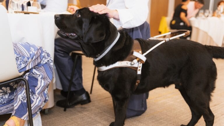 9 Rules to Know When Bringing Service Dogs into Grocery Stores