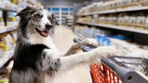 9 Rules to Know When Bringing Service Dogs into Grocery Stores