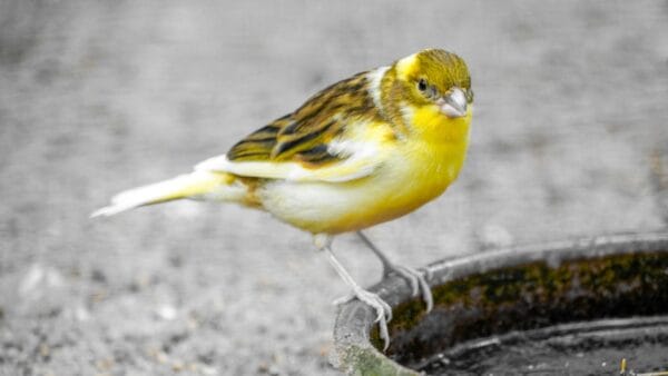 The Bird of Your Birth Month Reveals Your Key Traits