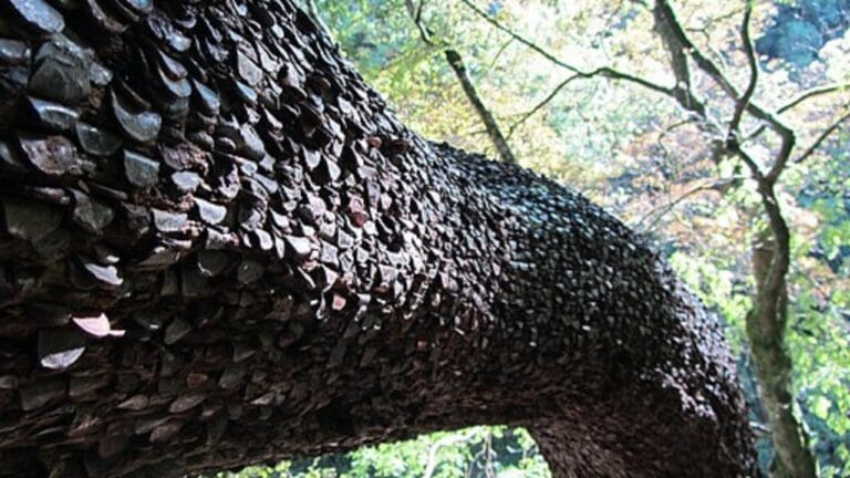 The Centuries-Old Tradition of Hammering Coins Into Trees