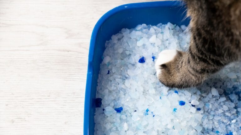10 Smart Ways to Eliminate Cat Litter Odor from Your Home