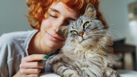 15 Fluffiest Cat Breeds That Will Smother You with Cuddles