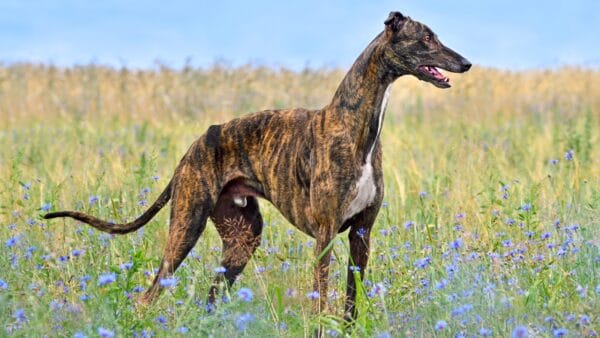 10 Brindle Dog Breeds & Their Unique Genetic Mosaicism