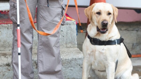 9 Rules to Know When Bringing Service Dogs into Grocery Stores