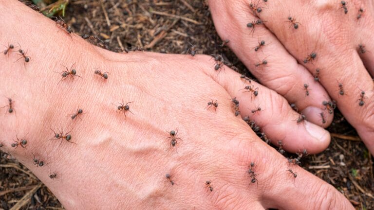 Nature's Ant-idotes: 14 Simple Ways to Get Rid of Ants Outside Naturally