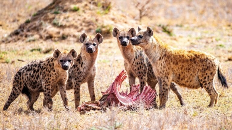 16 Animals the Bible Associates with Evil & Their Meanings