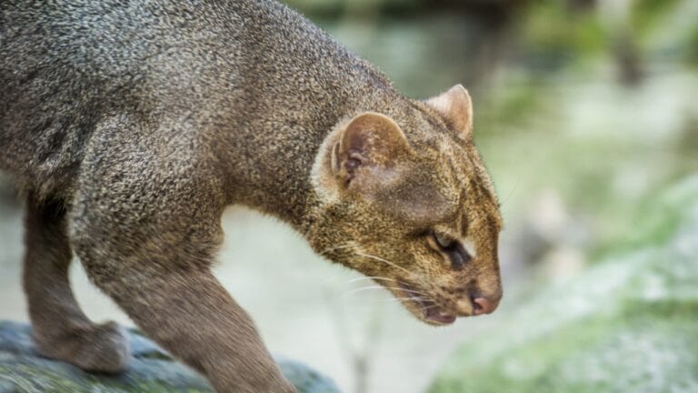 10 Facts About the Jaguarundi, the Wildcat Flying Under the Radar