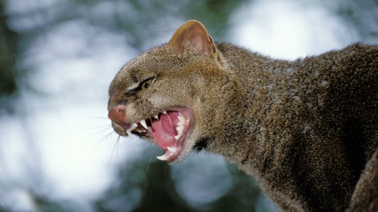 10 Facts About the Jaguarundi, the Wildcat Flying Under the Radar
