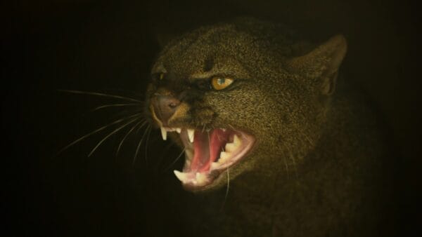 10 Facts About the Jaguarundi, the Wildcat Flying Under the Radar