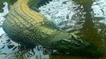 'Dominator’ – The World’s Largest Wild Crocodile Weighing Over 2,000 ...