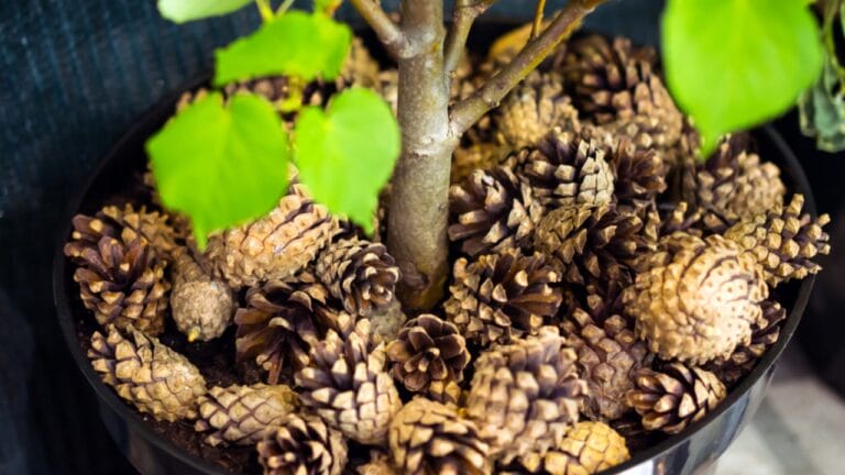 10 Creative Ways to Use Pine Cones in Your Home & Garden