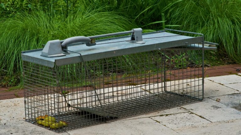5 Smart Ways to Get Rid of Skunks Without the Risk of Getting Sprayed