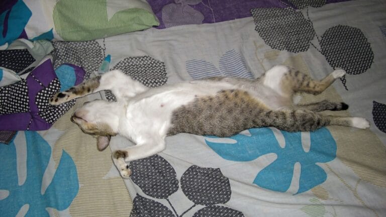 10 Signs That It May Be Time to Let Your Cat Go
