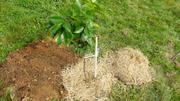 16 Clever Ways to Use Straw in Your Garden