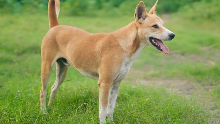 25 Dog Breeds for Those Who Love the Weird & Wonderful