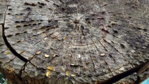 The Centuries-Old Tradition of Hammering Coins Into Trees