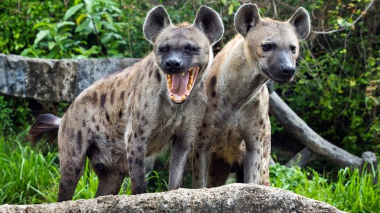 Think Hyenas are Just Wild Dogs? Think Again. Here’s Everything You ...