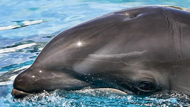 10 Fascinating Real Hybrid Animals You've Probably Never Heard Of