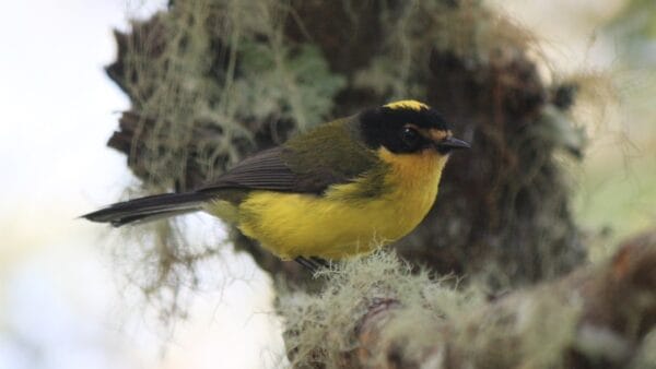 Nature's Golden Crown: 15 Yellow-Headed Birds That Atrract Birdwatchers