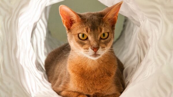 Abyssinian 101: Everything You Need to Know About This Elegant Cat Breed