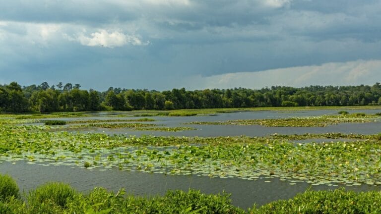The 10 Most Alligator-Infested Lakes in the U.S.